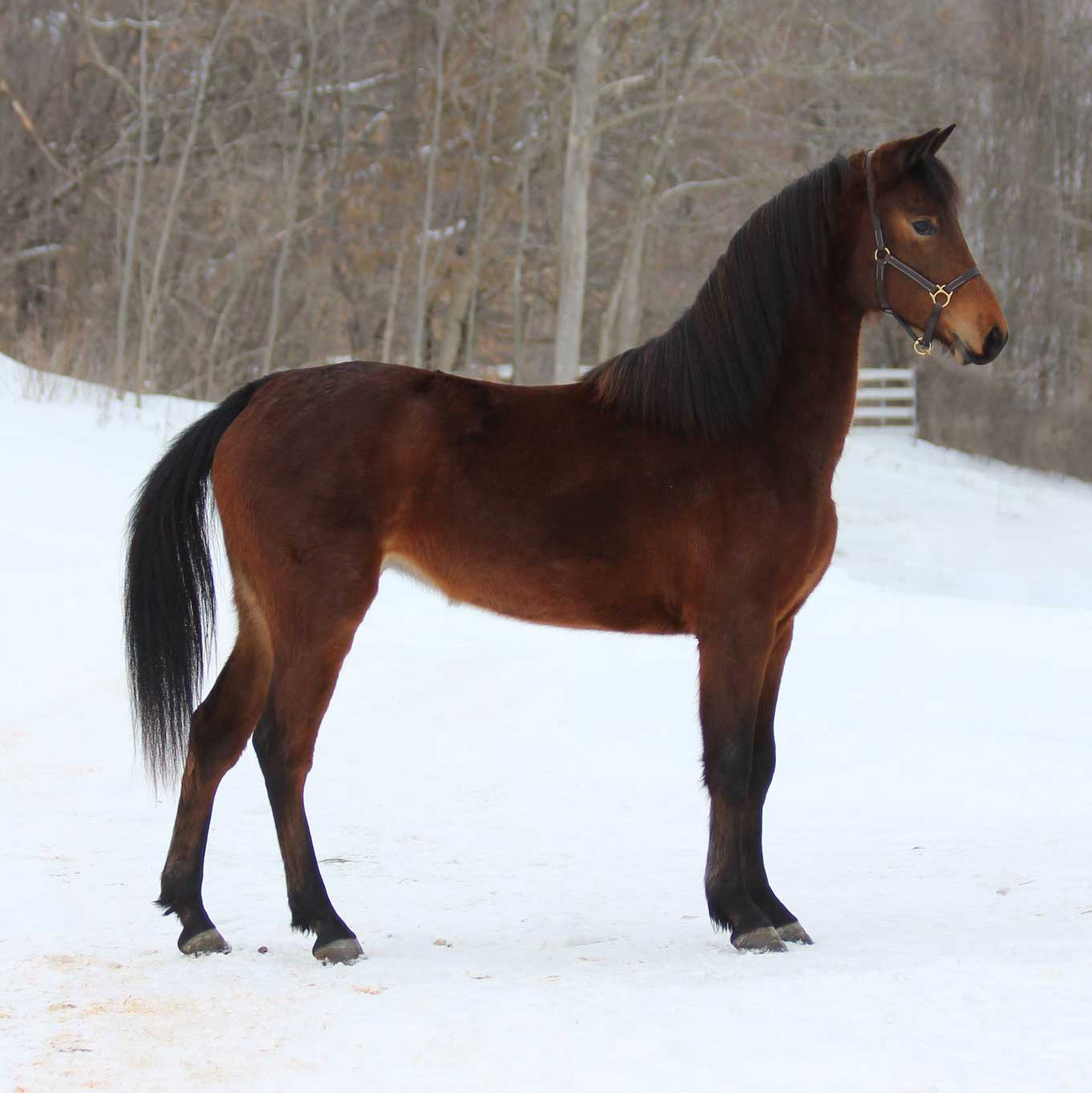 UVM Unchallenged | New York Morgan Stallions
