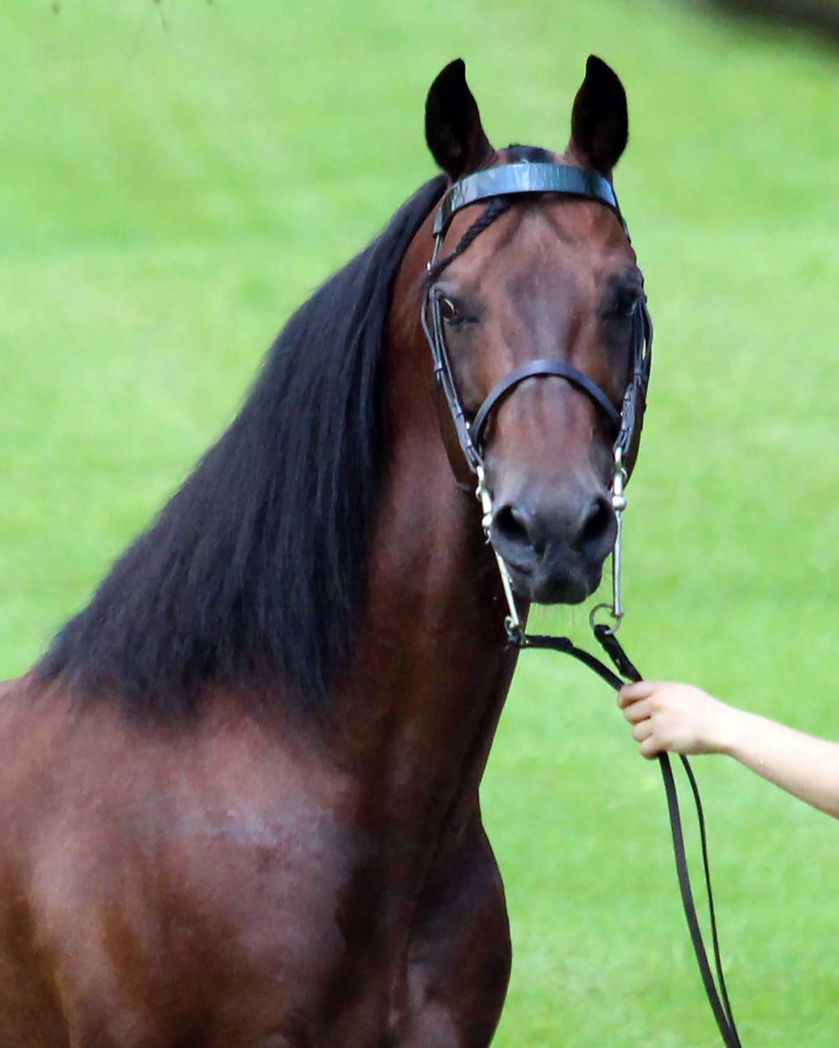 What Are Morgan Horses Canon | New York Morgan Stallions