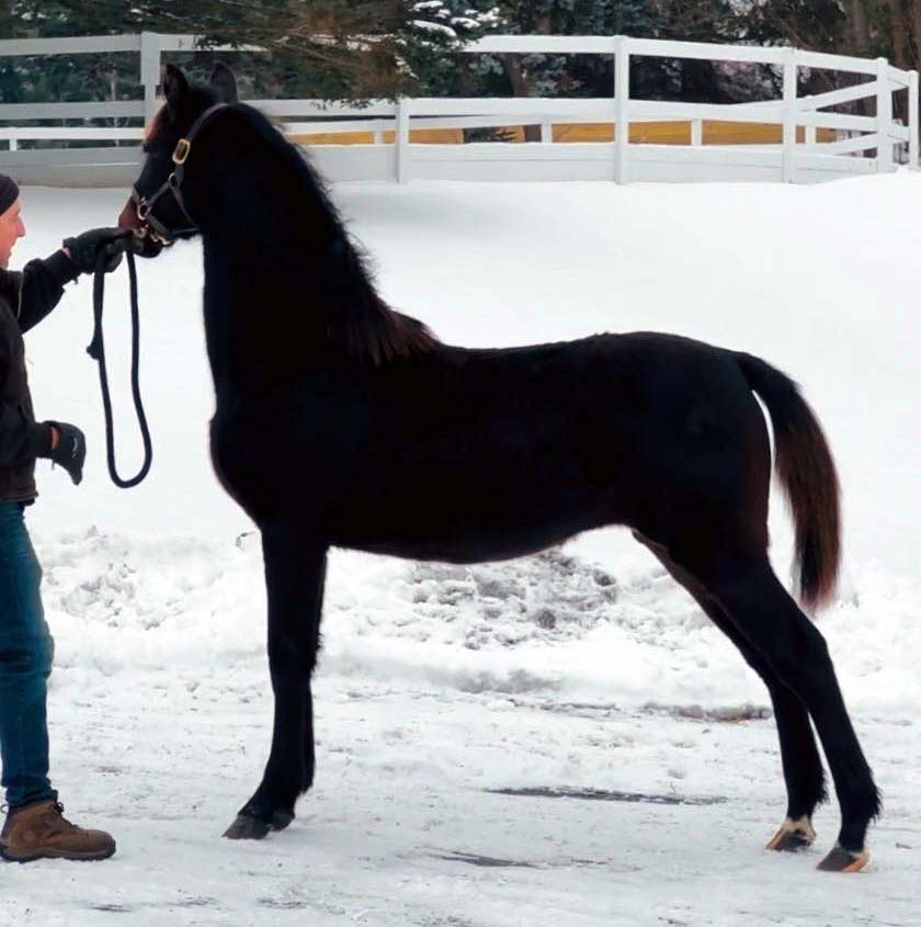 JFE Just George | New York Morgan Stallions